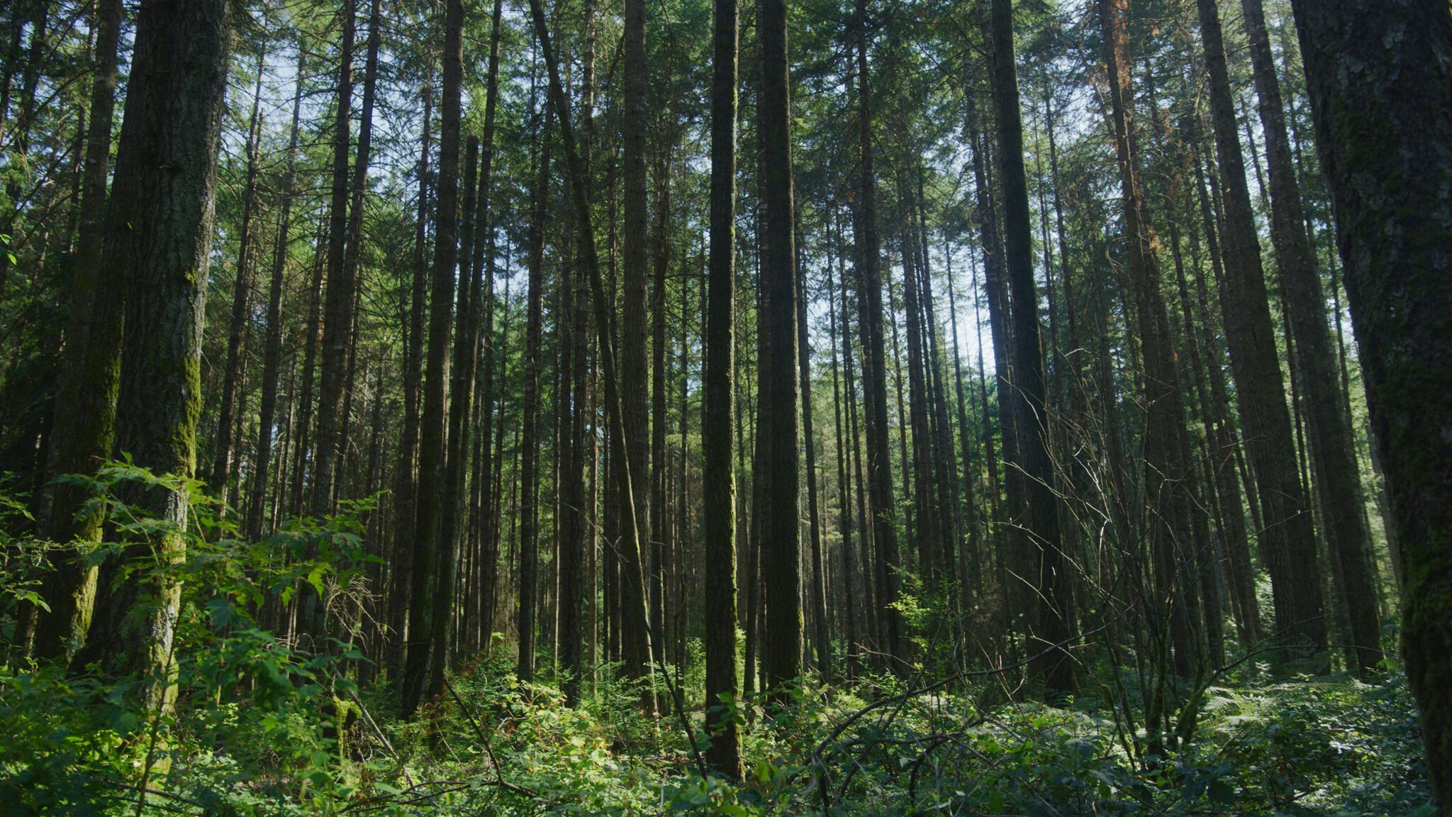 Home - Canadian Wood